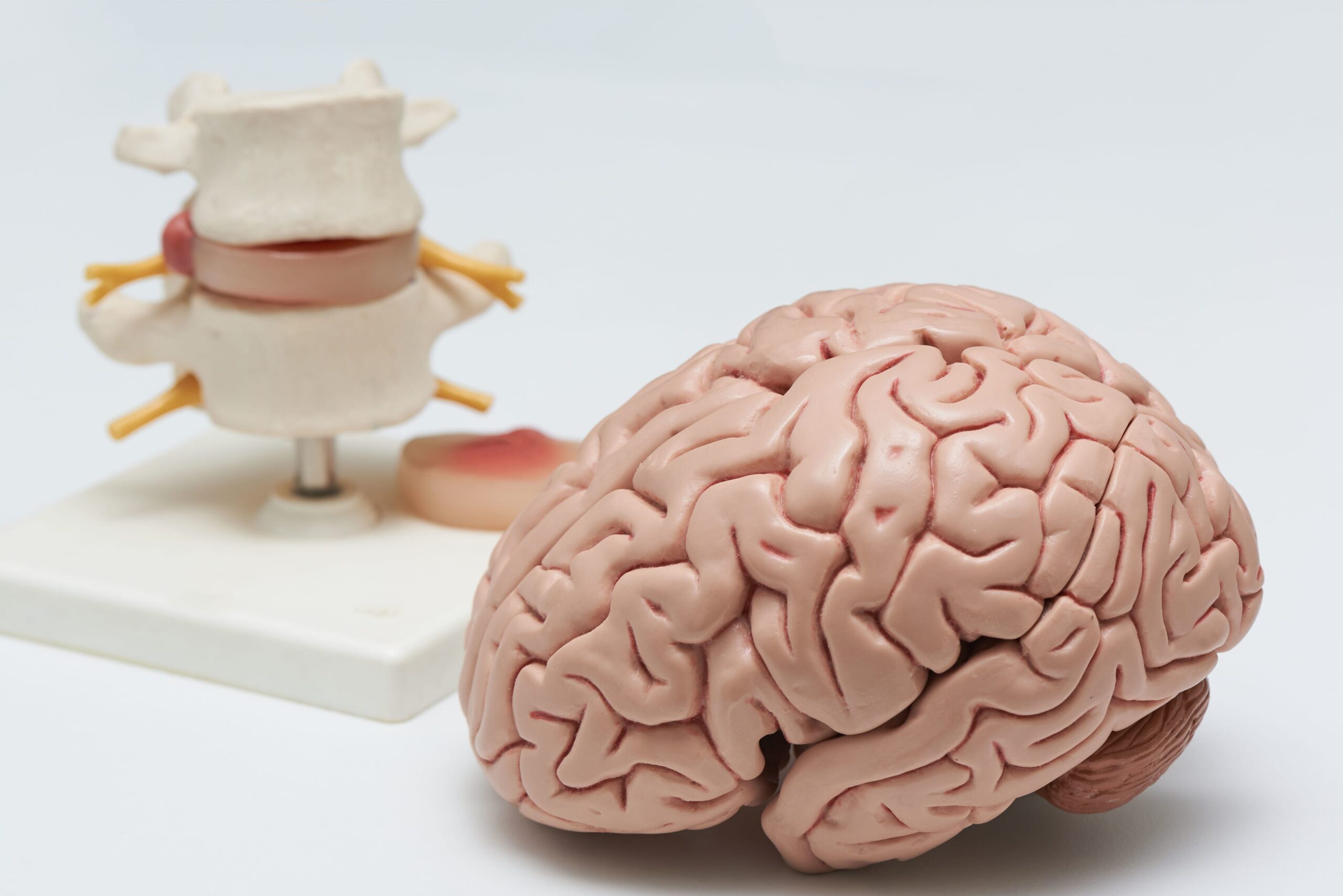 Brain's Cerebrospinal Fluid Pulses During Sleep | Sleep Review