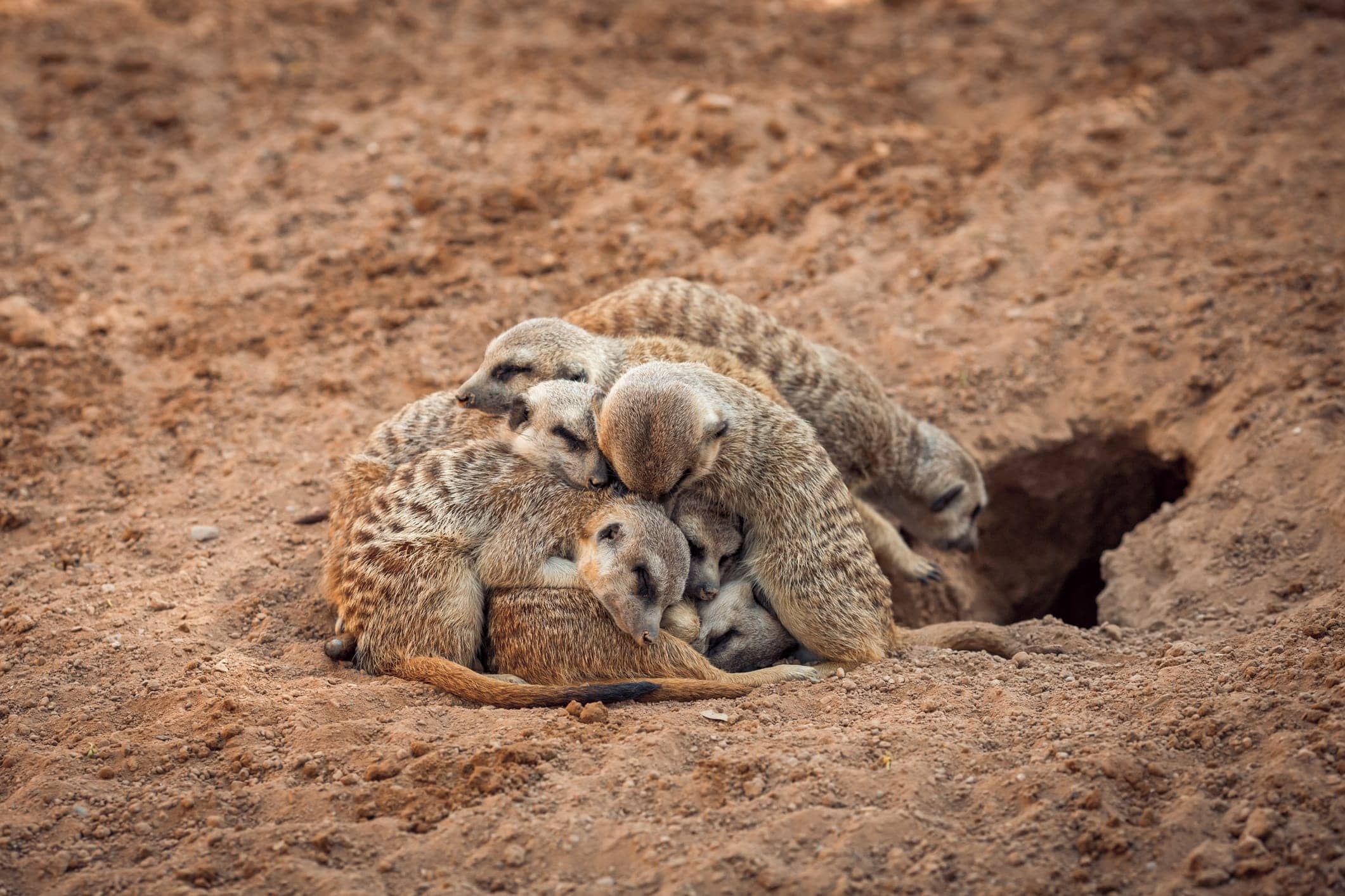 Studying Groups, Not Just Individuals, Key to Understanding Animal ...
