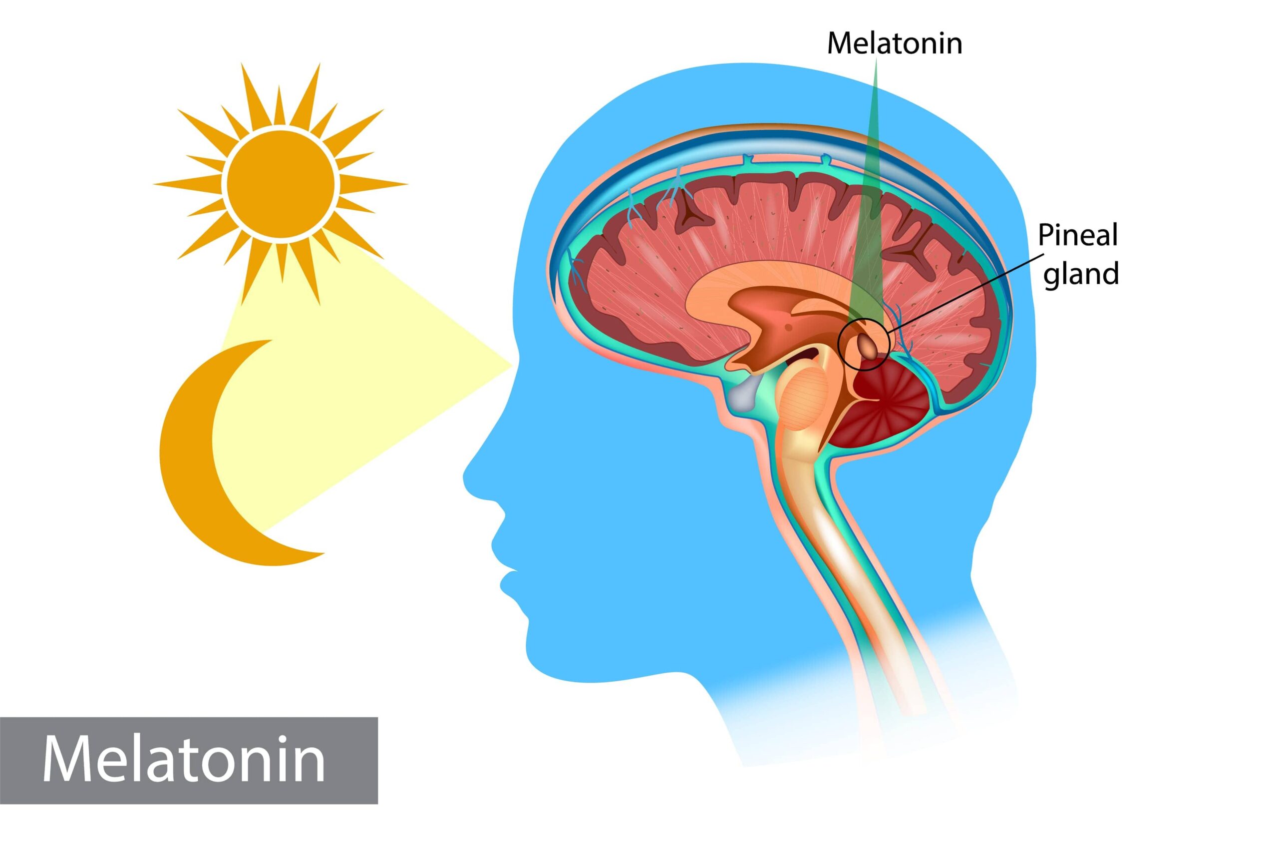 Melatonin: What It Is, Link to Sleep, & a Way to Think About ...